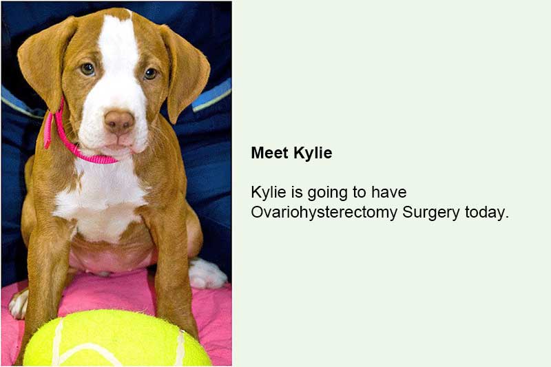 Step by Step Surgery | Animal and Bird Medical Center of Palm Harbor