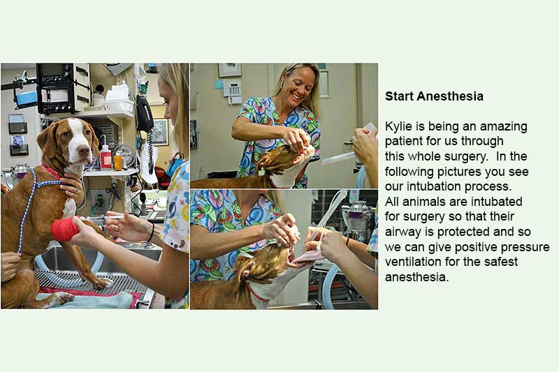 Step by Step Surgery | Animal and Bird Medical Center of Palm Harbor