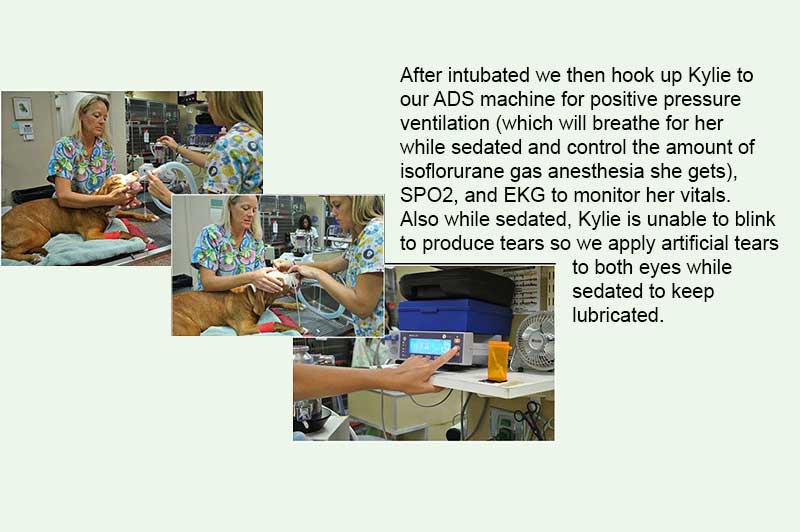 Step by Step Surgery | Animal and Bird Medical Center of Palm Harbor