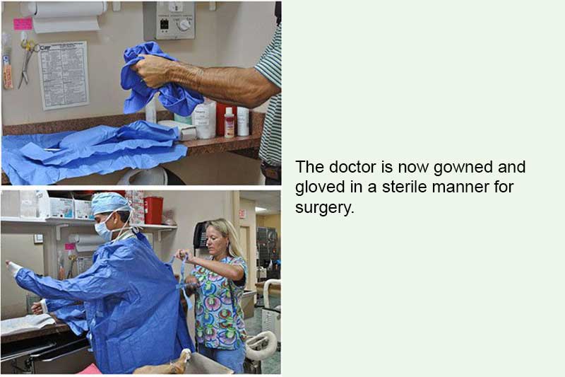 Step by Step Surgery | Animal and Bird Medical Center of Palm Harbor