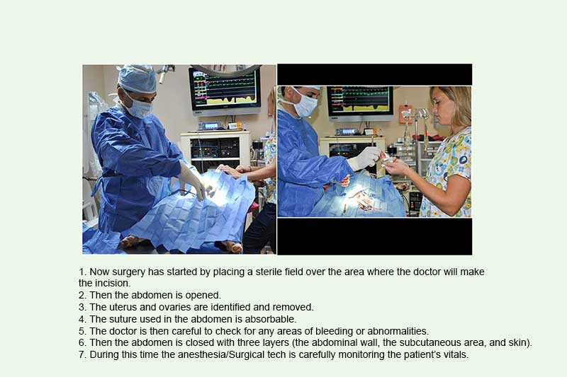 Step by Step Surgery | Animal and Bird Medical Center of Palm Harbor