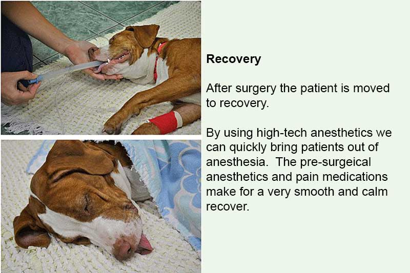 Step by Step Surgery | Animal and Bird Medical Center of Palm Harbor