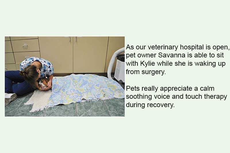 Step by Step Surgery | Animal and Bird Medical Center of Palm Harbor