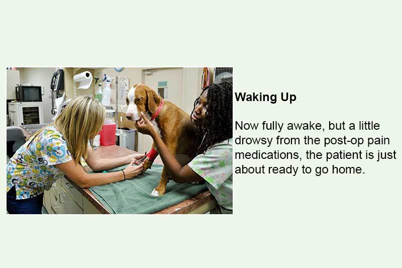 Step by Step Surgery | Animal and Bird Medical Center of Palm Harbor