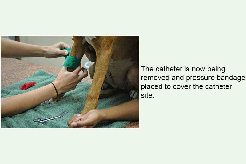 Step by Step Surgery | Animal and Bird Medical Center of Palm Harbor