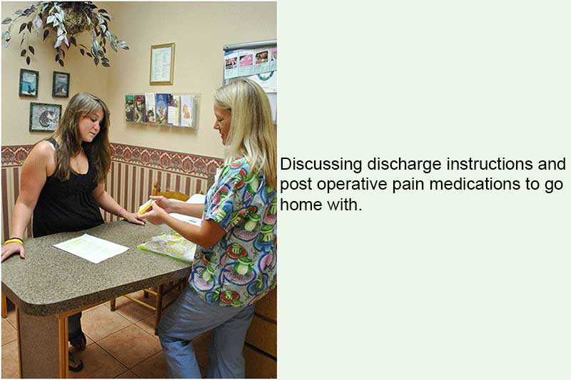 Step by Step Surgery | Animal and Bird Medical Center of Palm Harbor