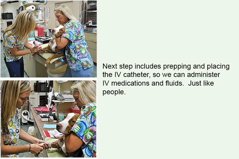 Step by Step Surgery | Animal and Bird Medical Center of Palm Harbor